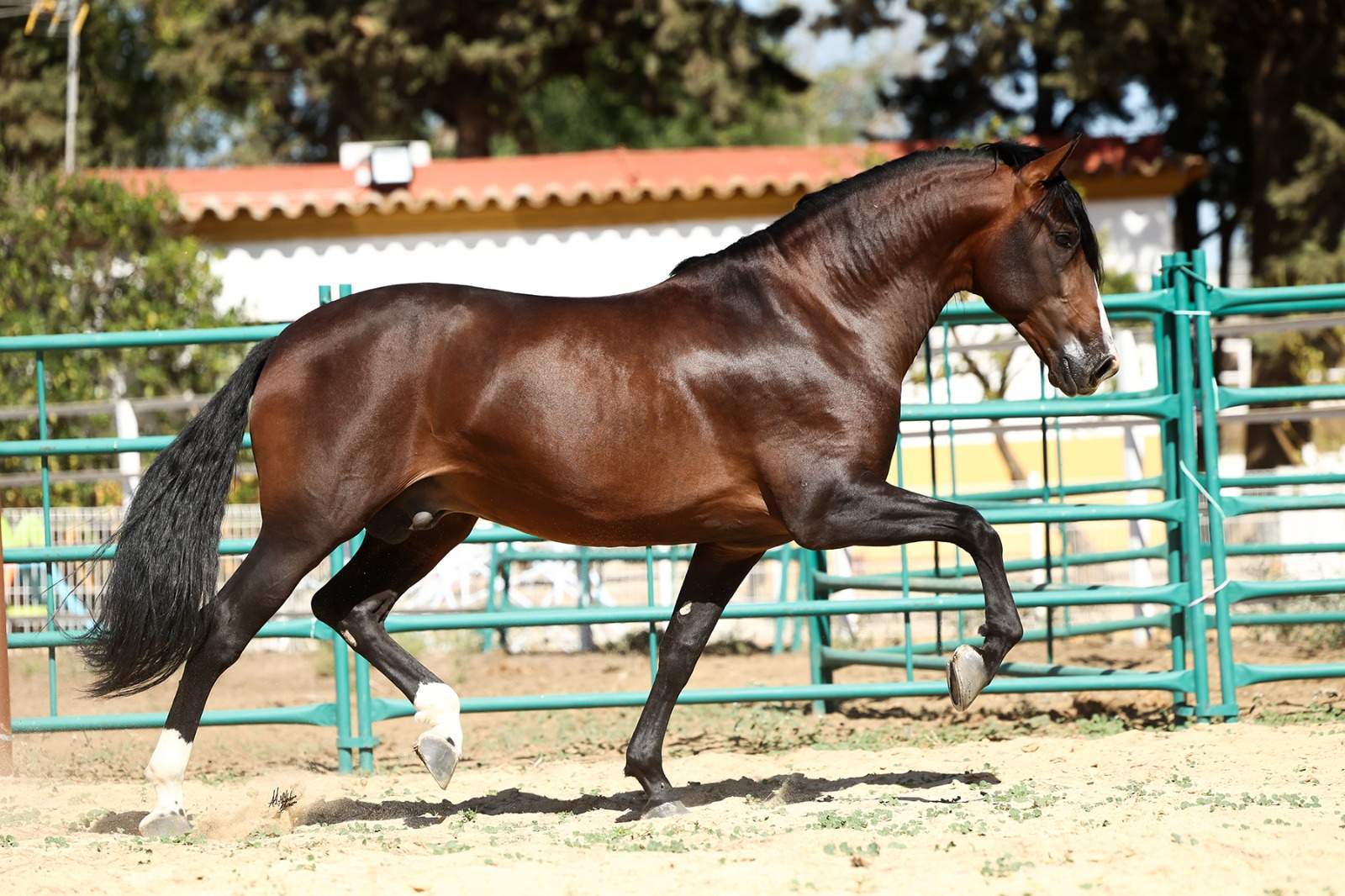 FACILON OF - Caballos Llargués