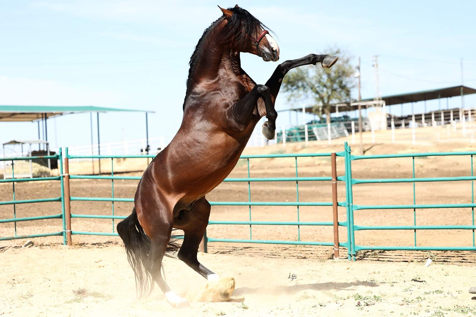 FACILON OF - Caballos Llargués