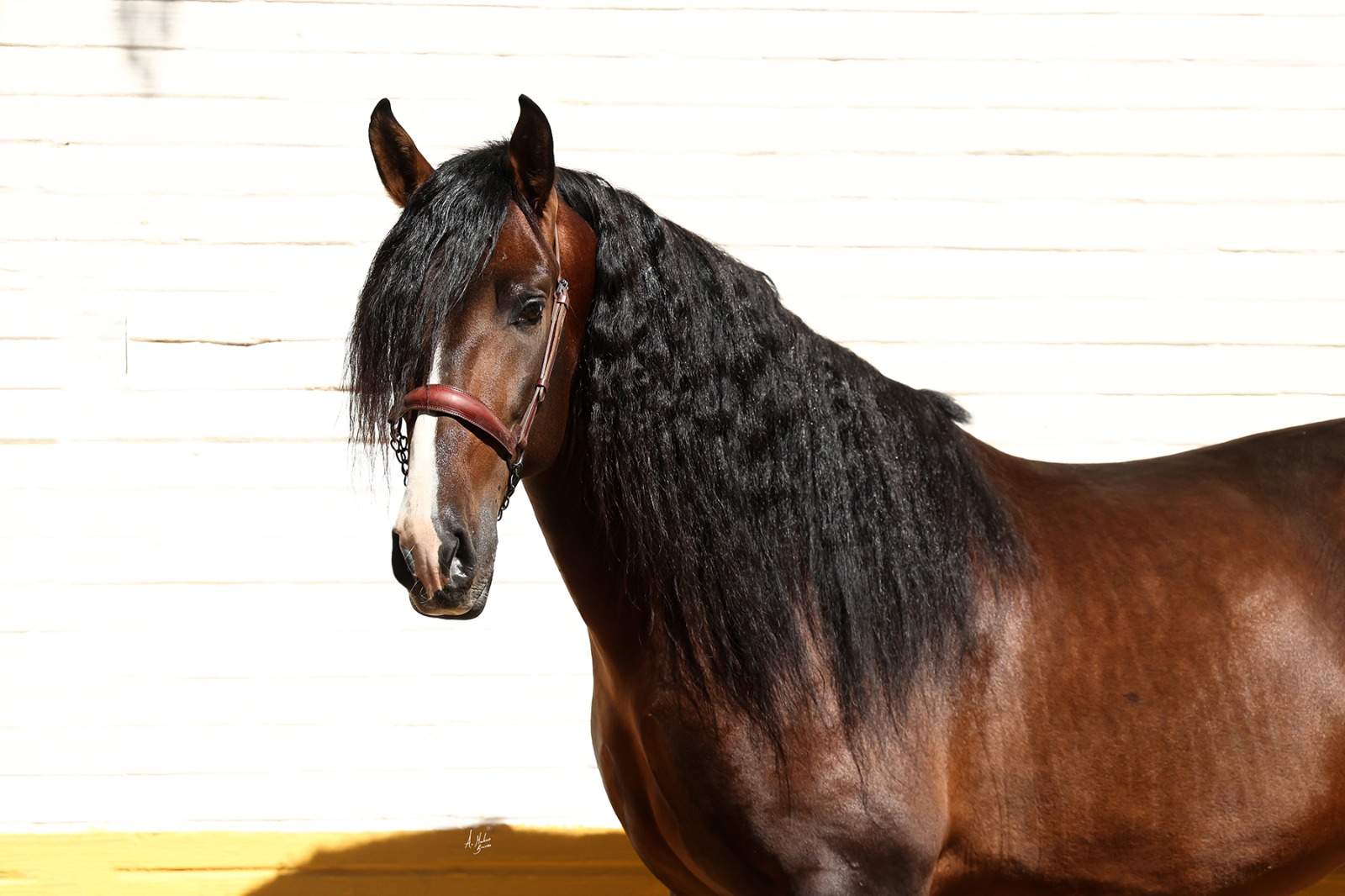 FACILON OF - Caballos Llargués
